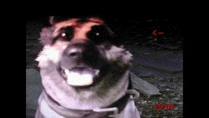 Witchs DOGmeat ANIMATION OVERHAUL イマージョン - Fallout4 Mod データベース MOD紹介・まとめサイト