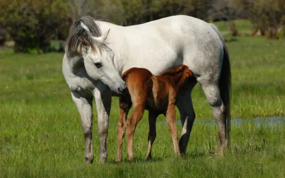 Horse Breeding ゲームプレイ - Mount & Blade II: Bannerlord Mod データベース MOD紹介 ...