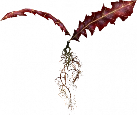 Crimson Nirnroot Quest Simplified クエスト - Skyrim Mod データベース MOD紹介・まとめサイト